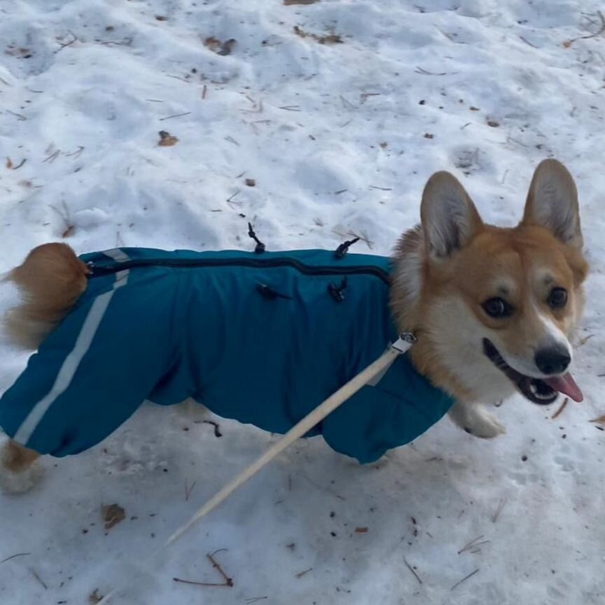 Комбинезон дождевик корги