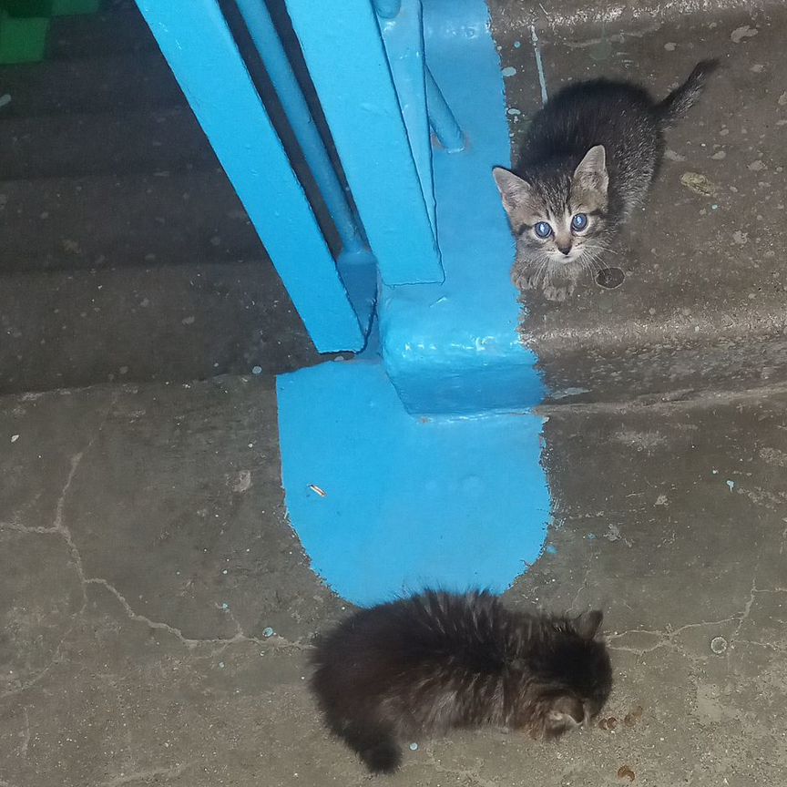Котята