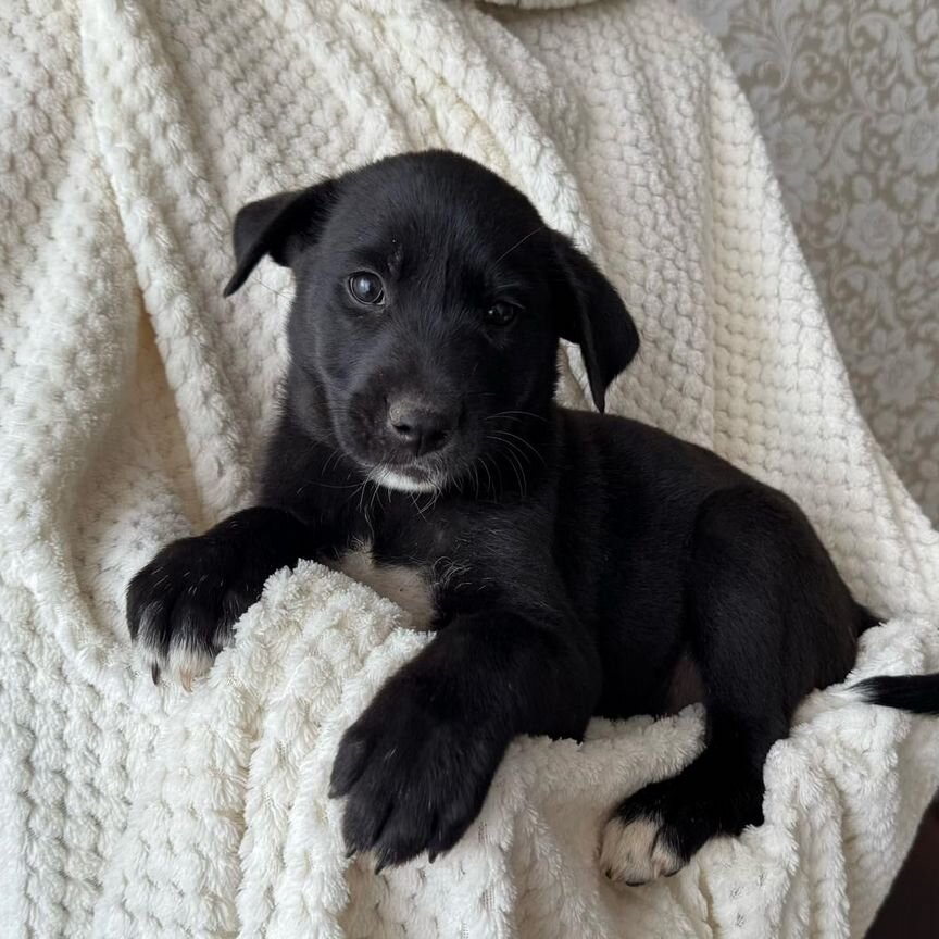 Щенки метисы