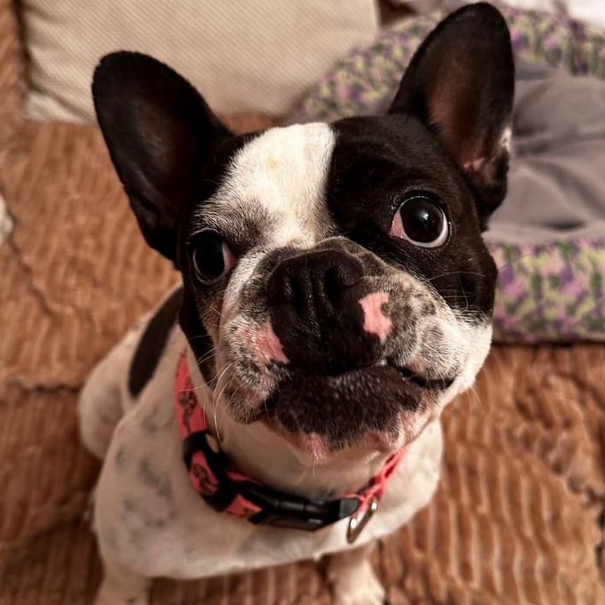 Французский бульдог, взрослая собака