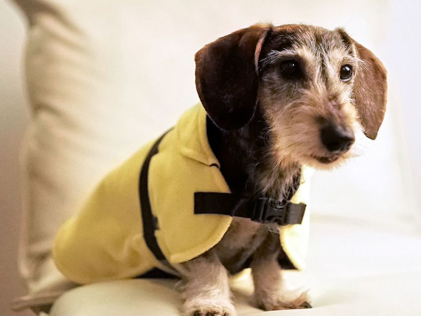 Одежда для собак мелких пород