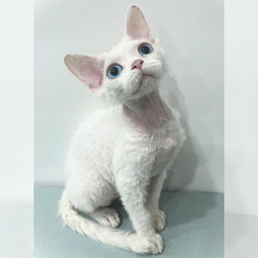 Котенок девон рекс