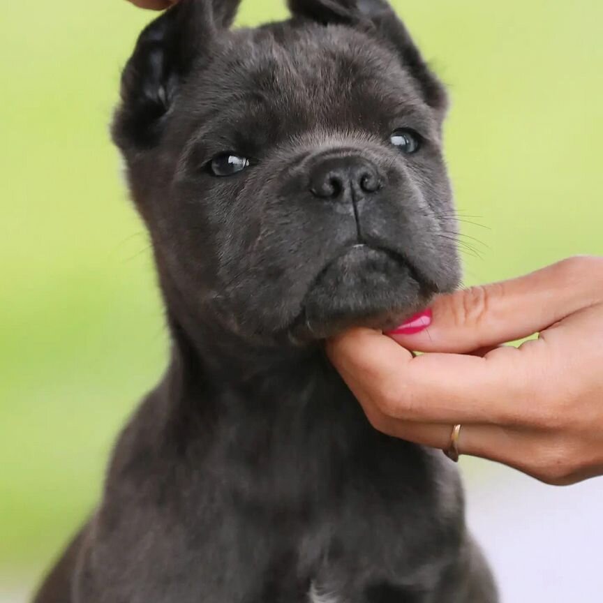 Кане корсе щенки