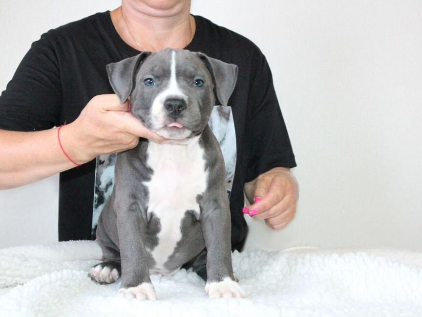 Голубая малышка аст (документы РКФ)