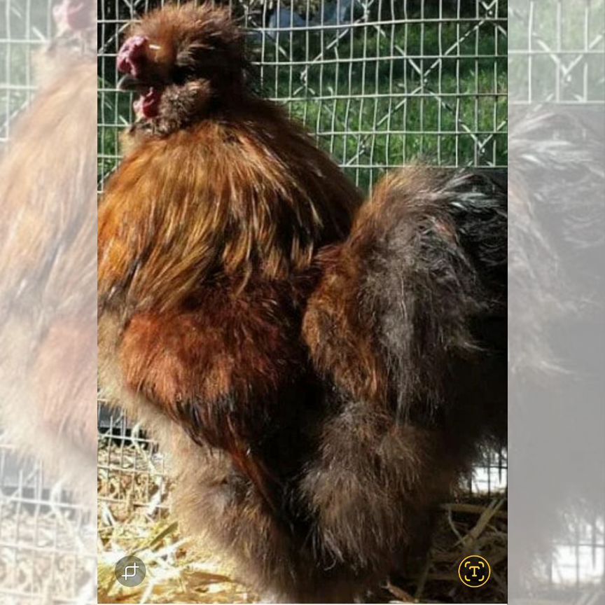 Продам петушков китайские шёлковые