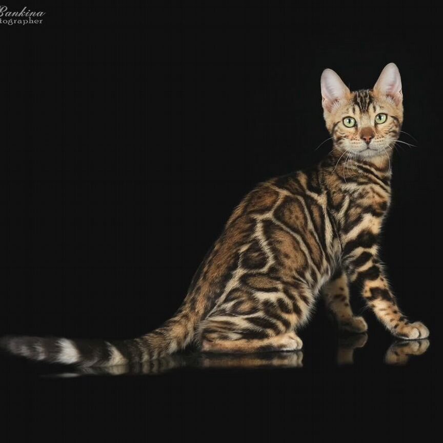Бенгальская кошка 12 мес