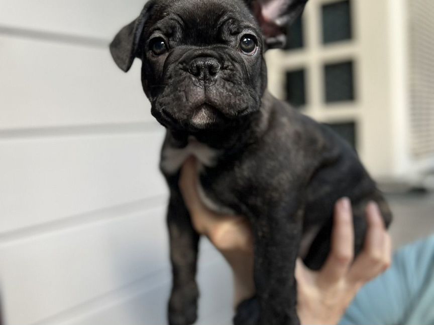 Щенки французского бульдога