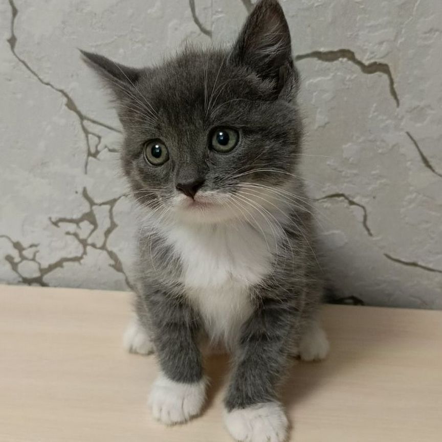 Котёнок в добрые руки