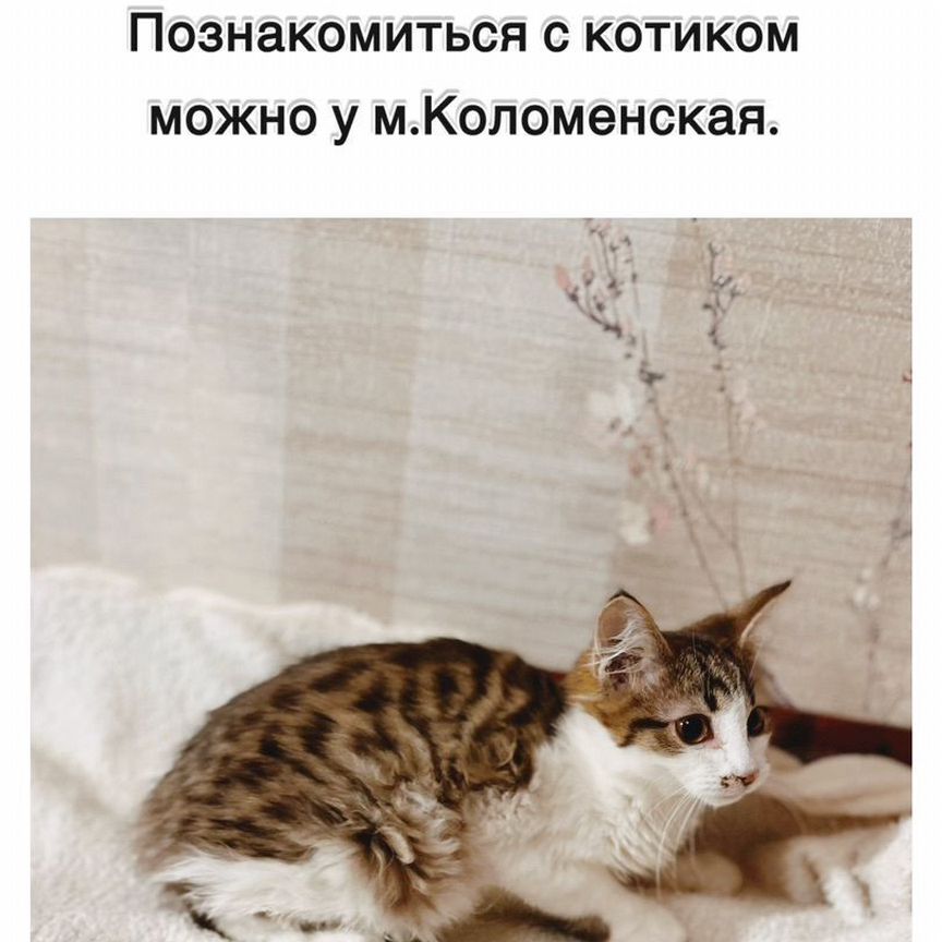 Отдам в добрые руки котиков