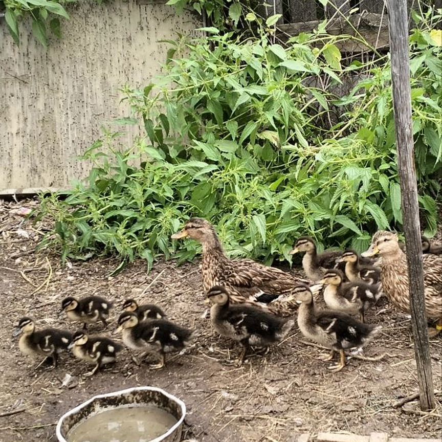 Подсадные утки