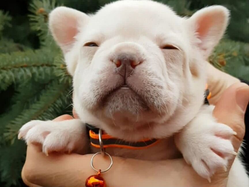 Кремовая девочка булочка