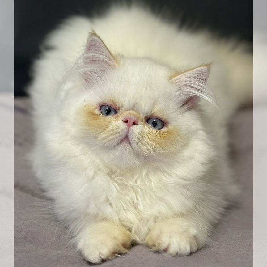 Персидский котёнок