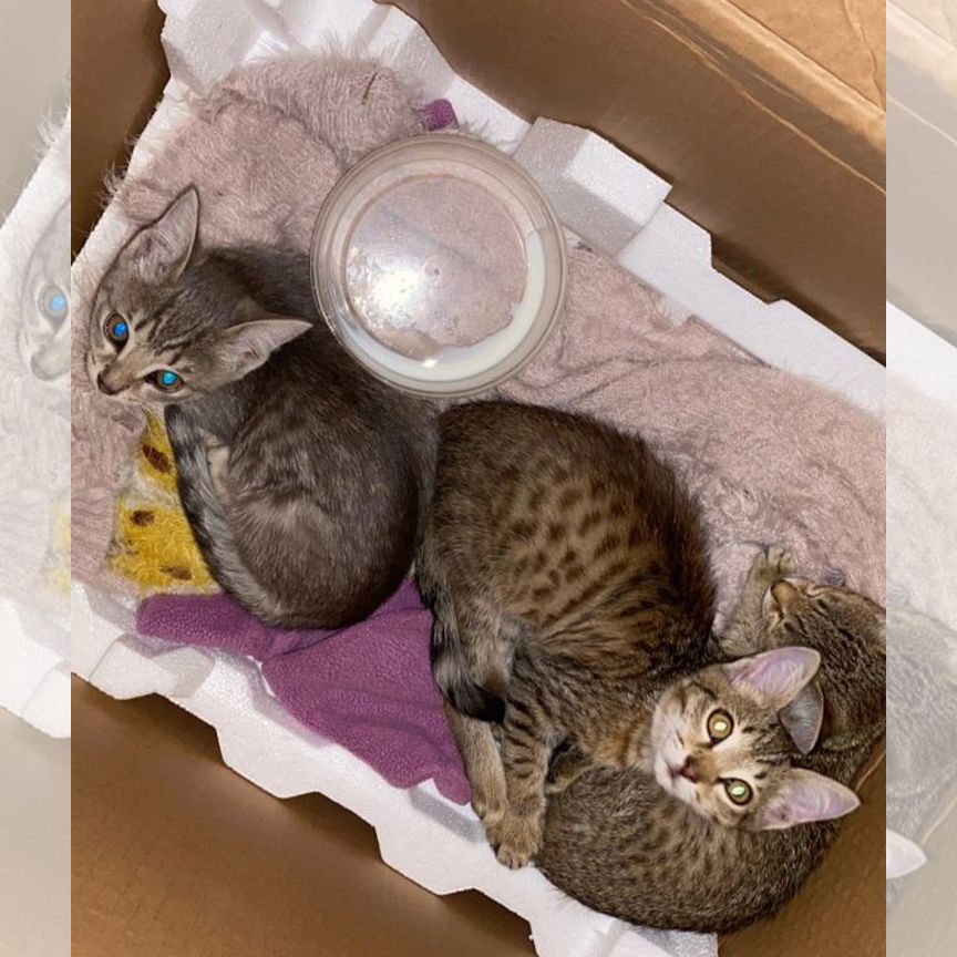 Котята камышового окраса