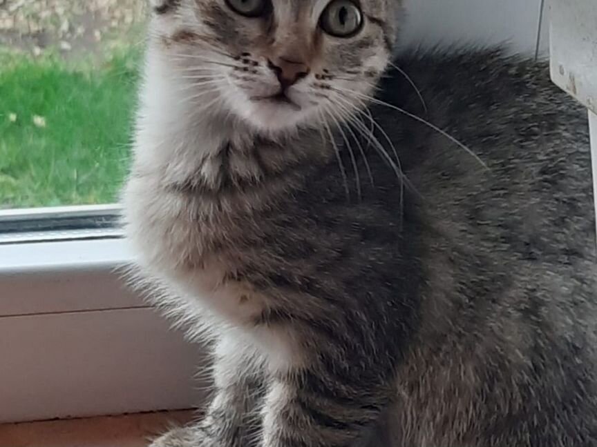 Кошка