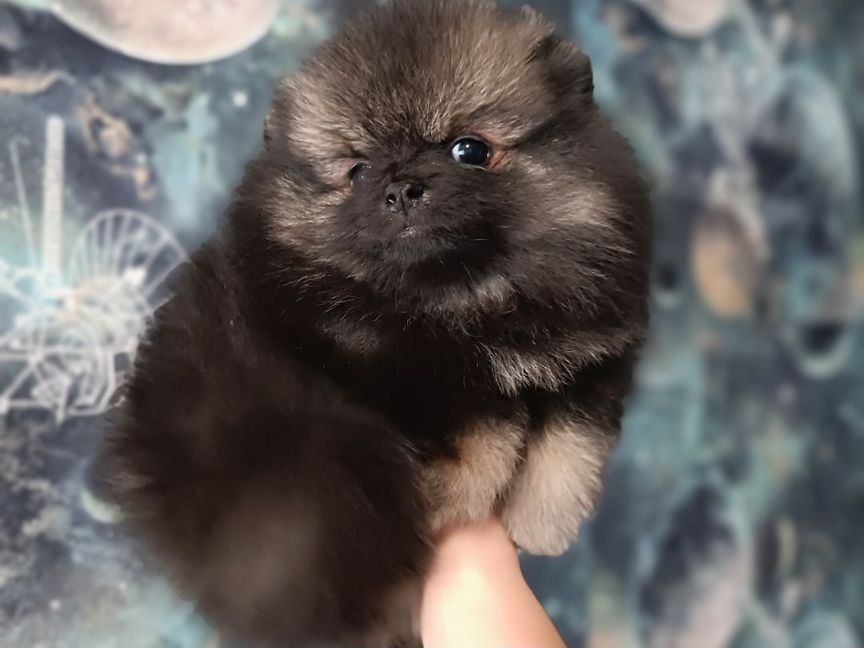 Сладкий пупсик