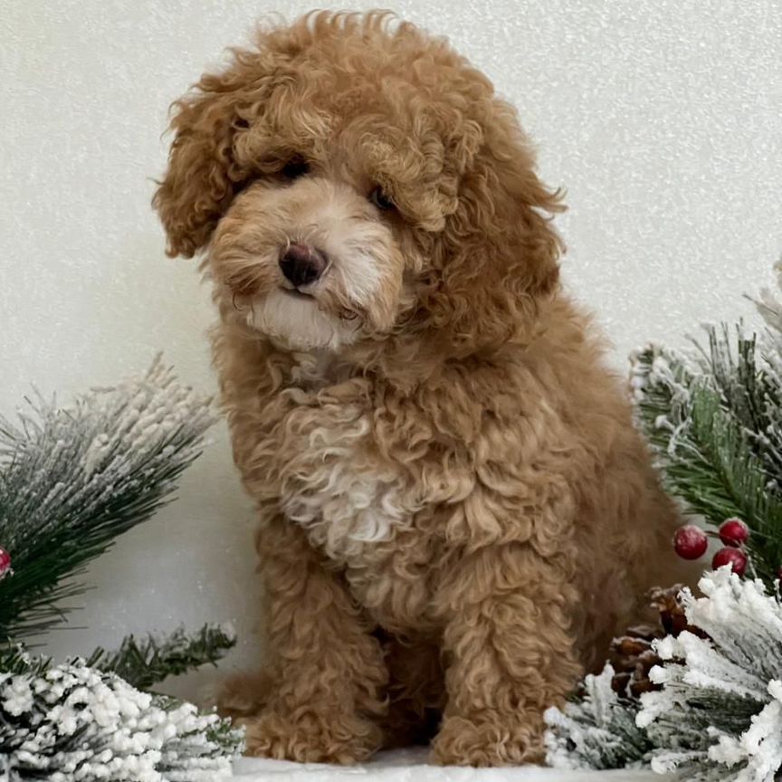 Мальтипу, щенок