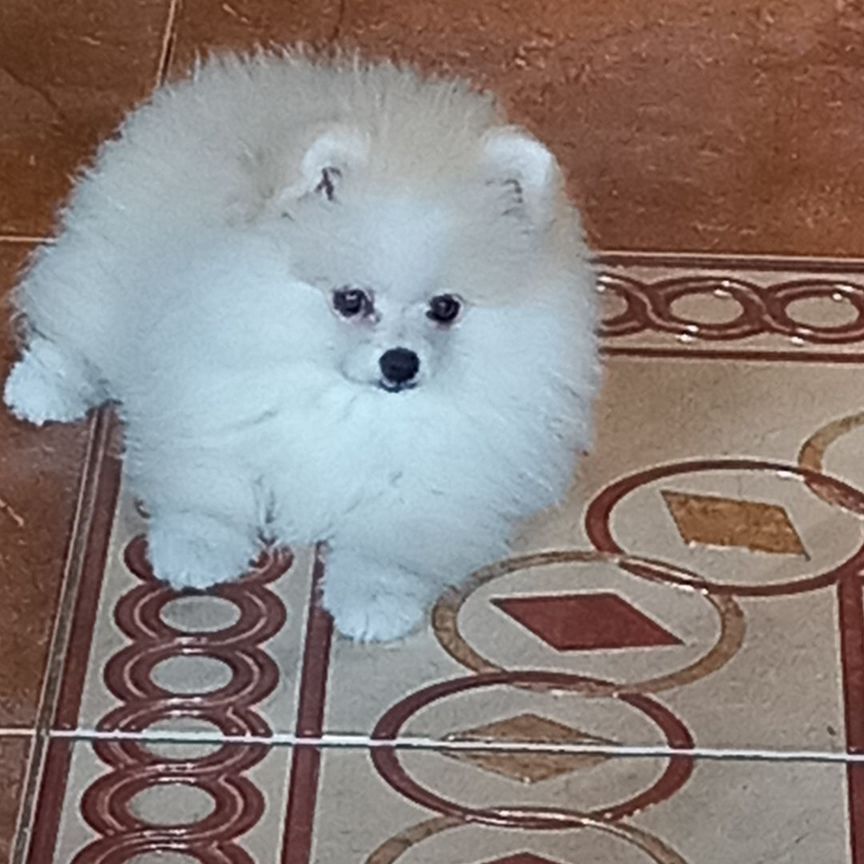 Кремовые мишки померашки