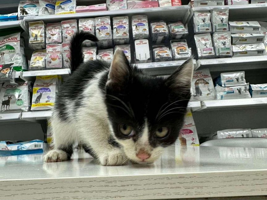 Котенок девочка в добрые руки