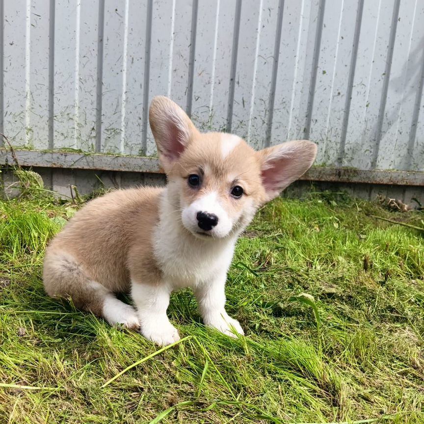 Щенок корги мальчик