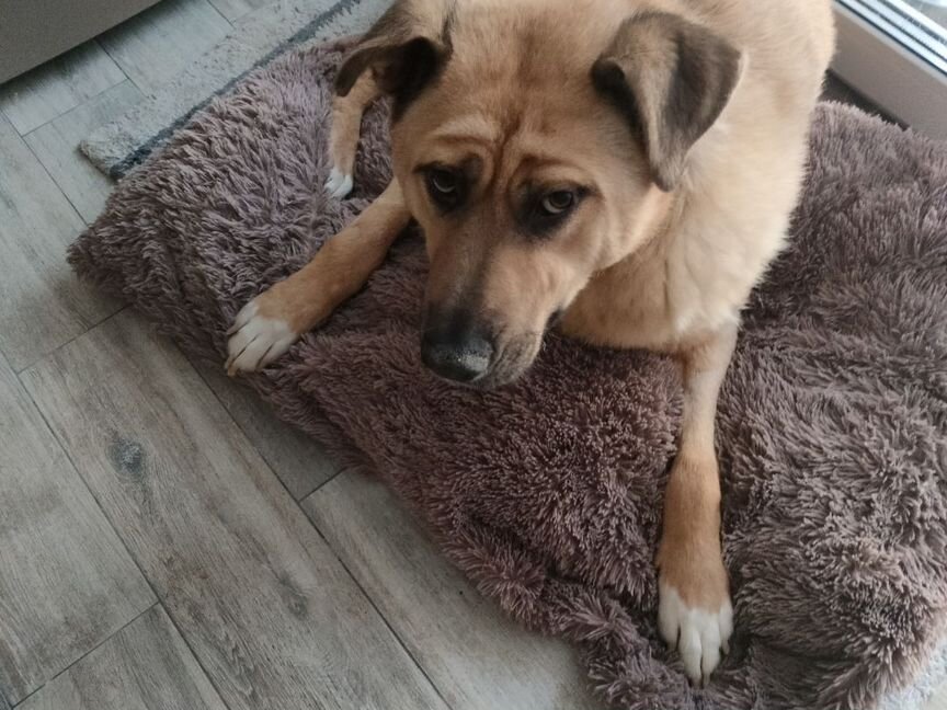 Собака в добрые руки отдам бесплатно