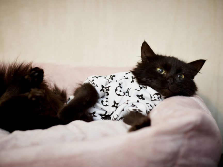 Черная кошка Надя ищет дом
