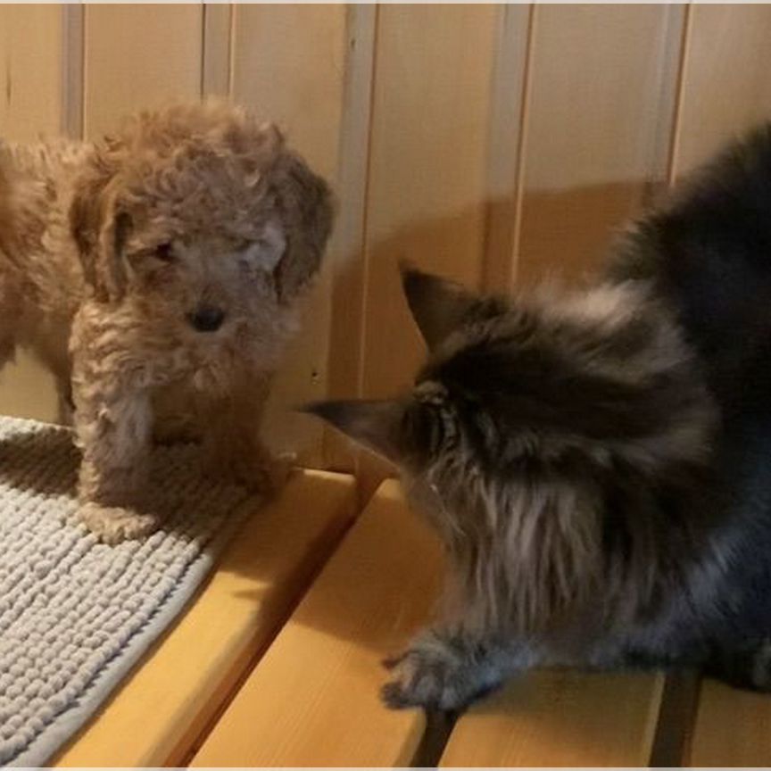 Той-пудель, щенок