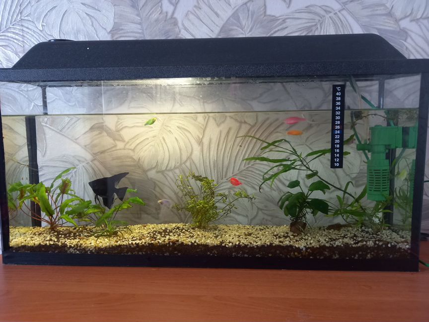 Аквариум со всем содержимым