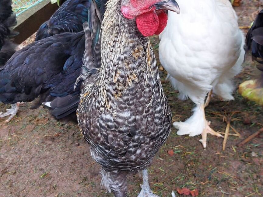 Молодые петухи