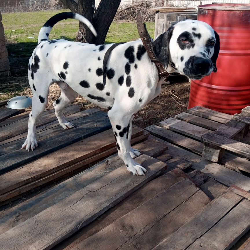 Долматинец