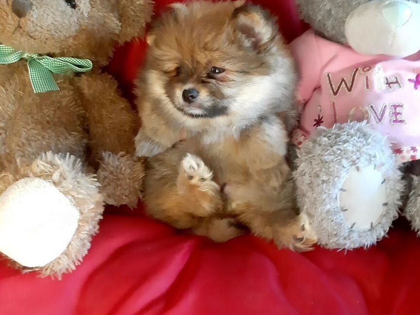 Пом шпиц девочка