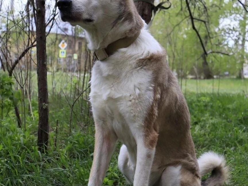 Западно сибирская лайка