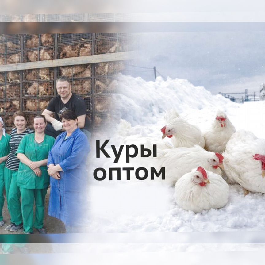 Куры молодки несушки