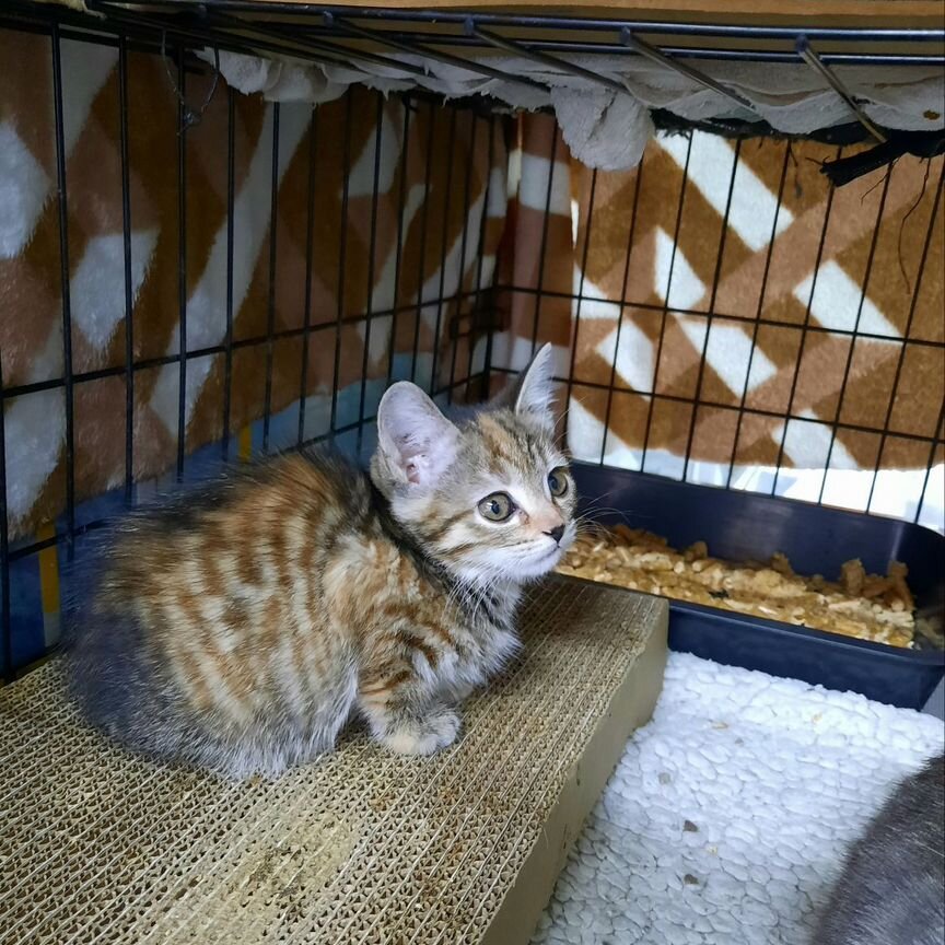 Котята в Заботливые руки (девочка и мальчик)