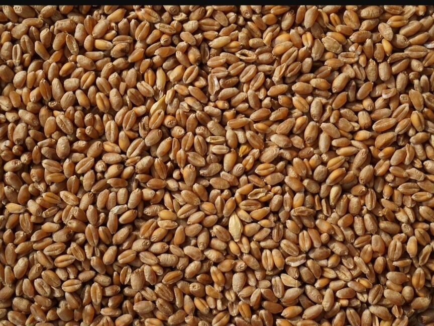 Пшеница