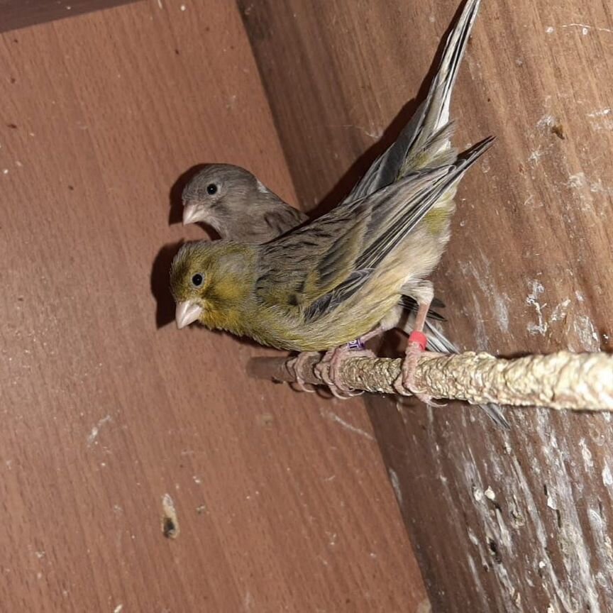 Кенар и канарейки