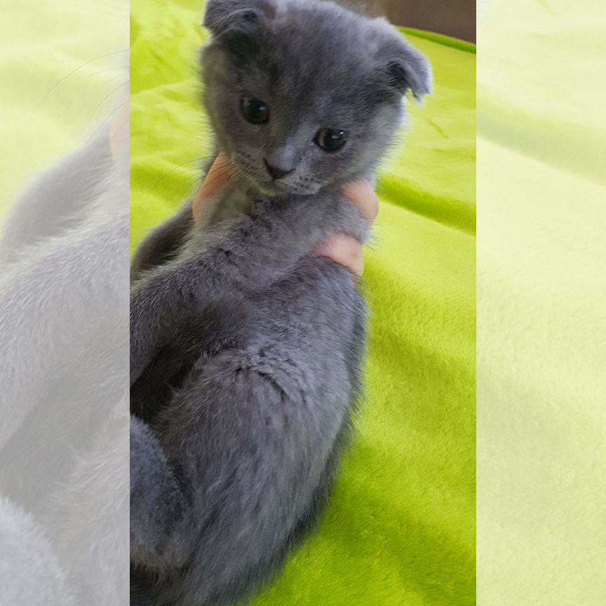 Шотландские вислоухие котята
