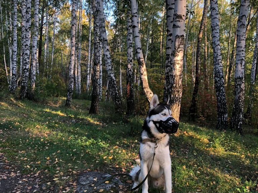 Собака в добрые руки