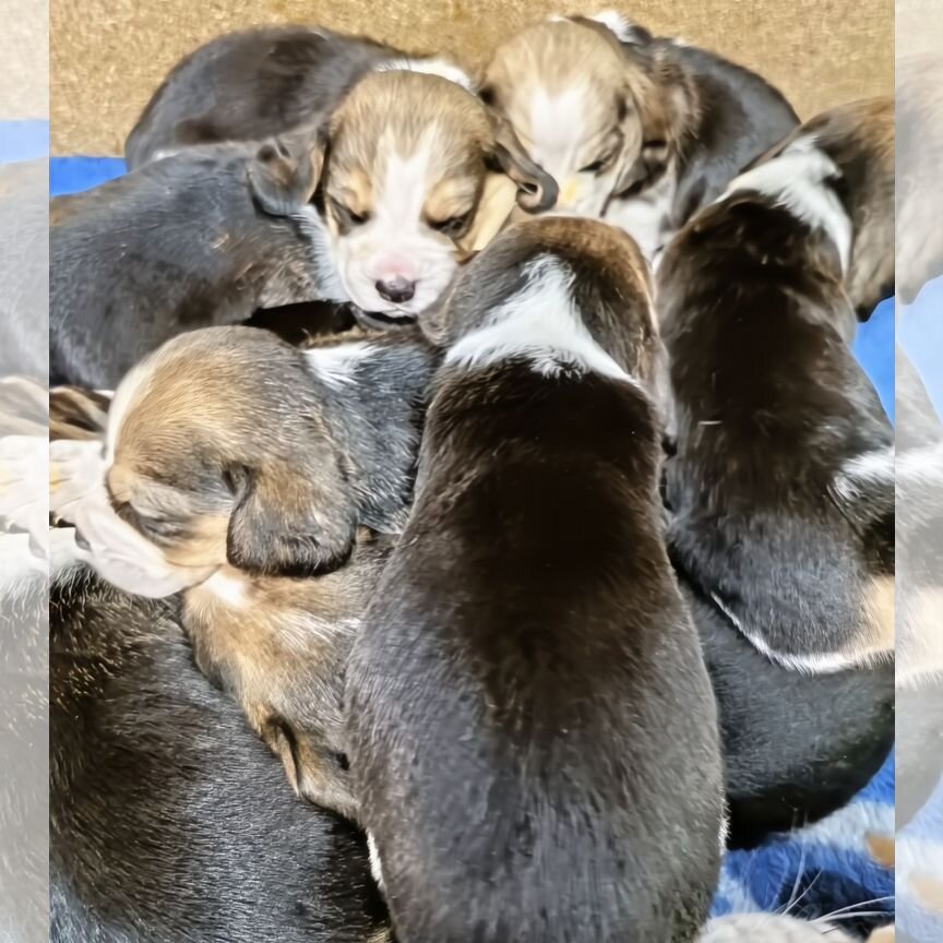 Бигль, щенок