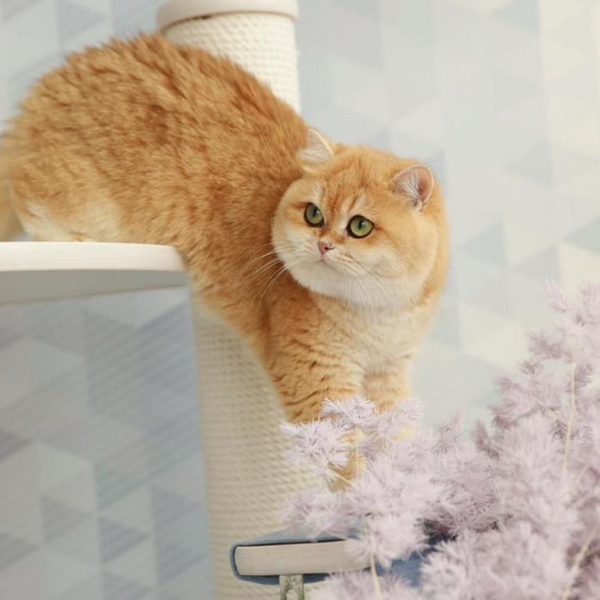 Британская золотая шиншилла