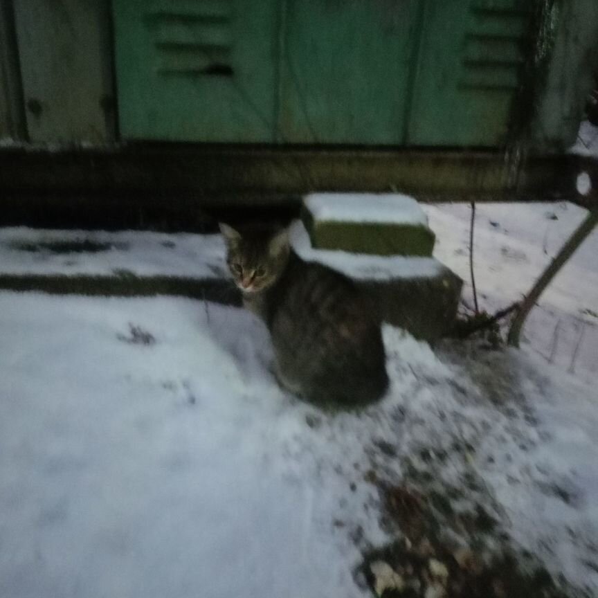 Кот, кошечка