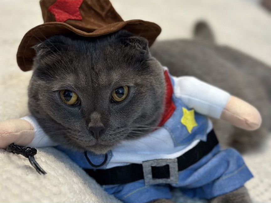 Костюм ковбойский для кота