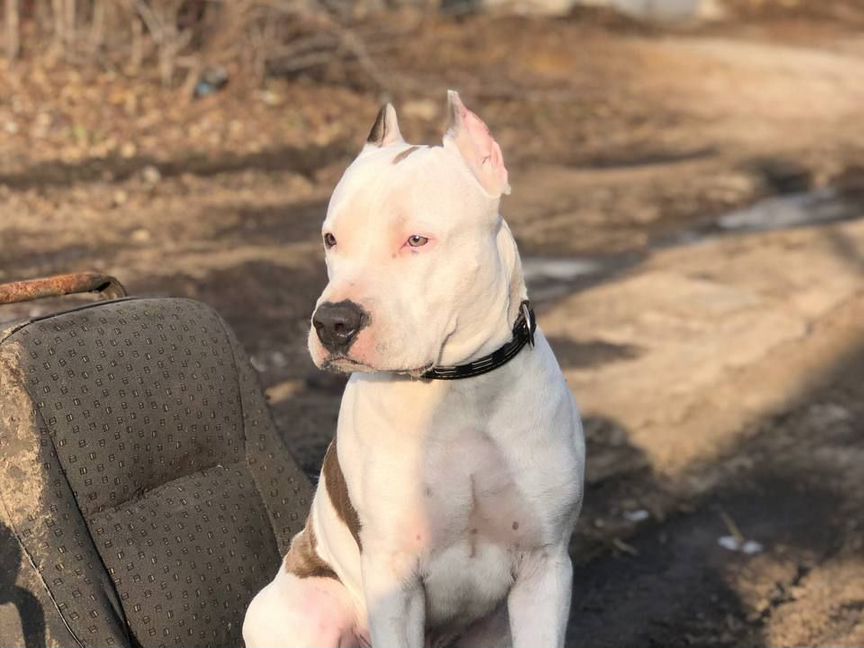 Вязка,амстафф