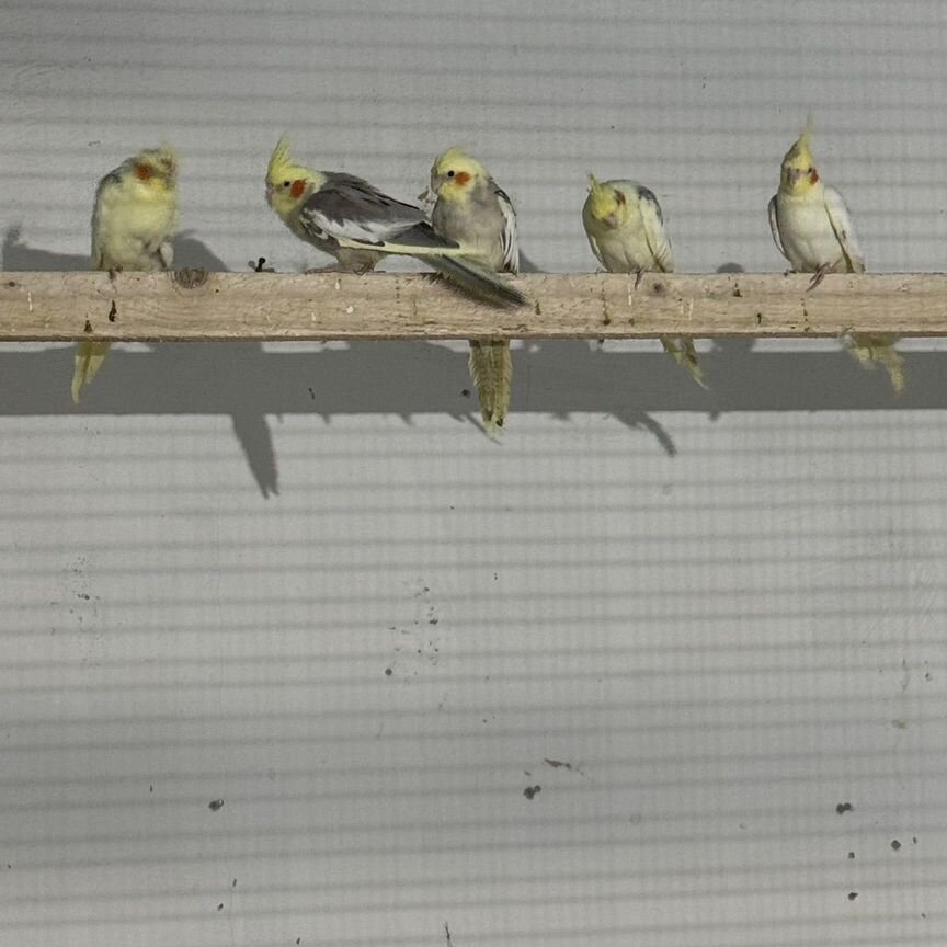 Продам попугай карелы