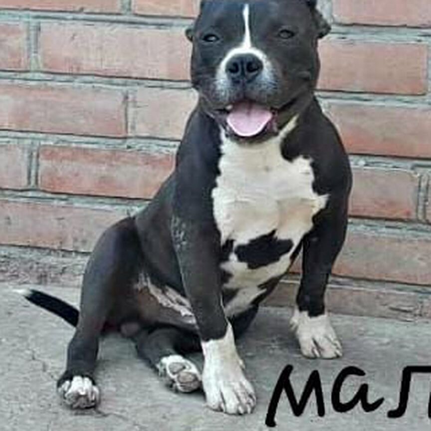 Щенки американского булли