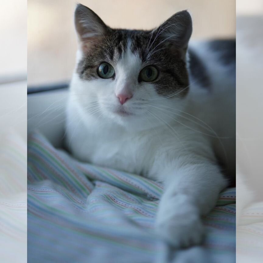 Кошка из храма