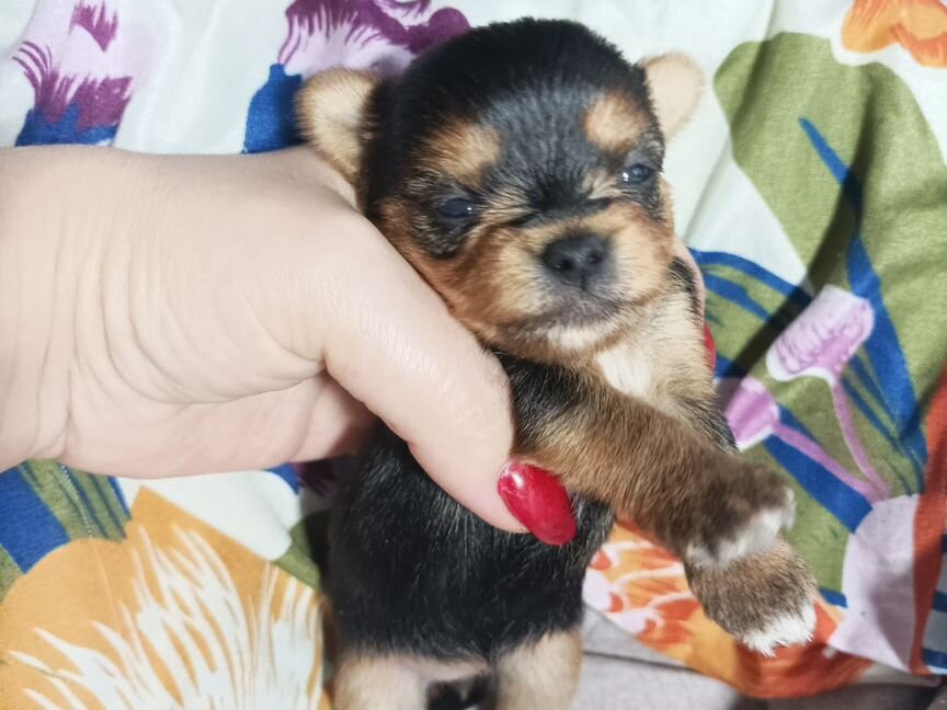 Йоркширский терьер мини беби фейс щенки