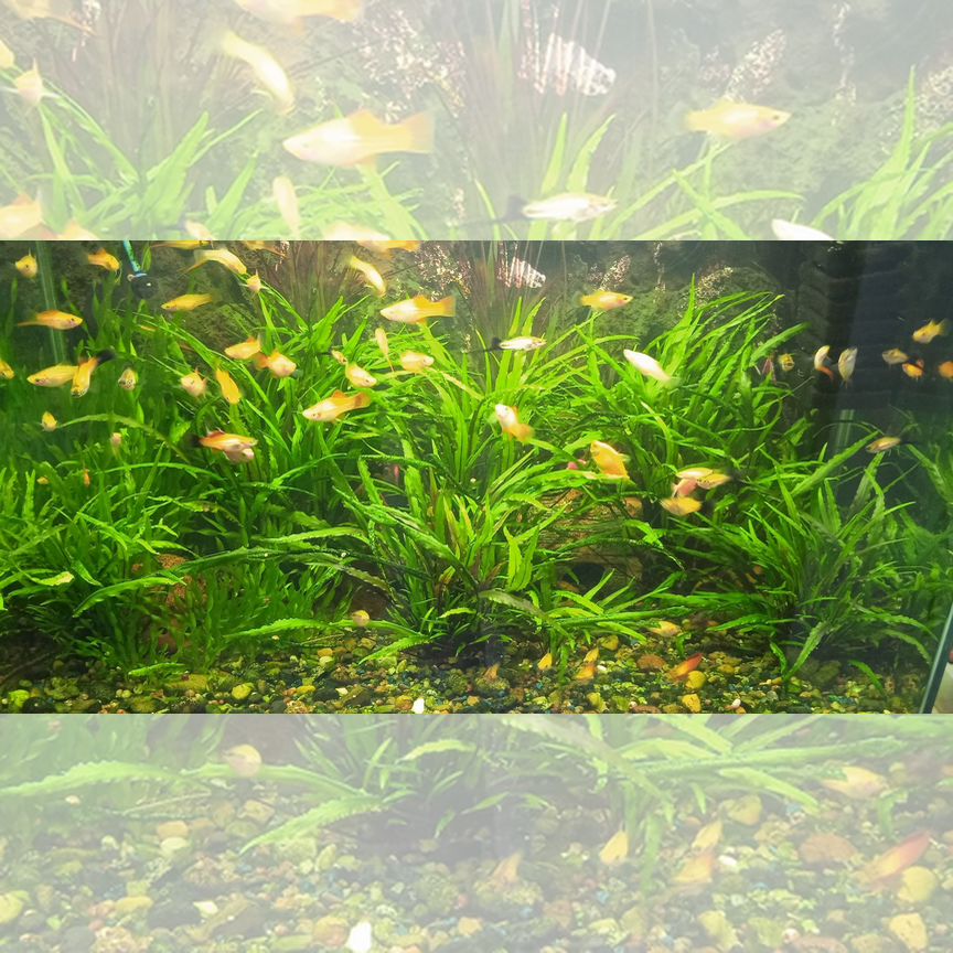 Криптокарина