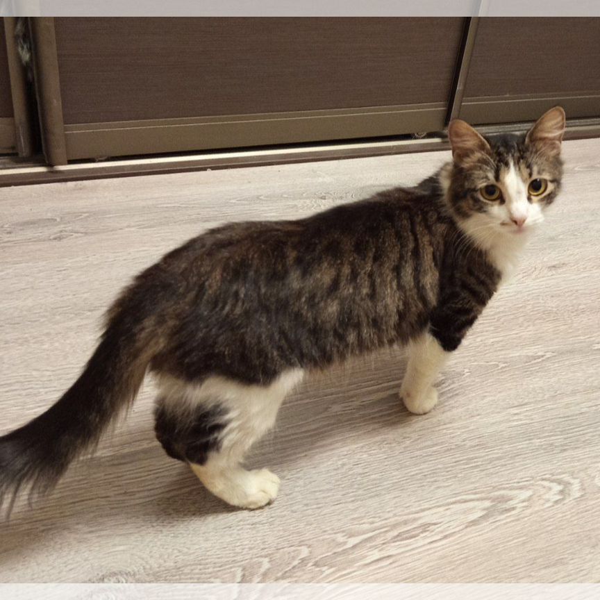 Кошка Мартини в добрые руки