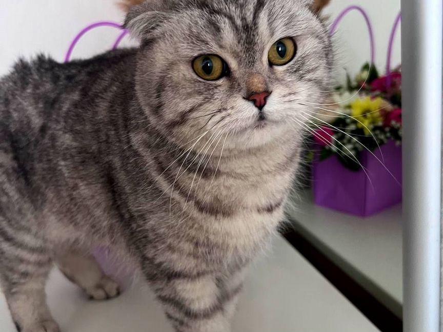 Шотландская кошка в добрые руки