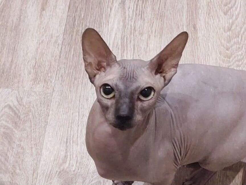 Отдам в добрые руки кошечку сфинкс